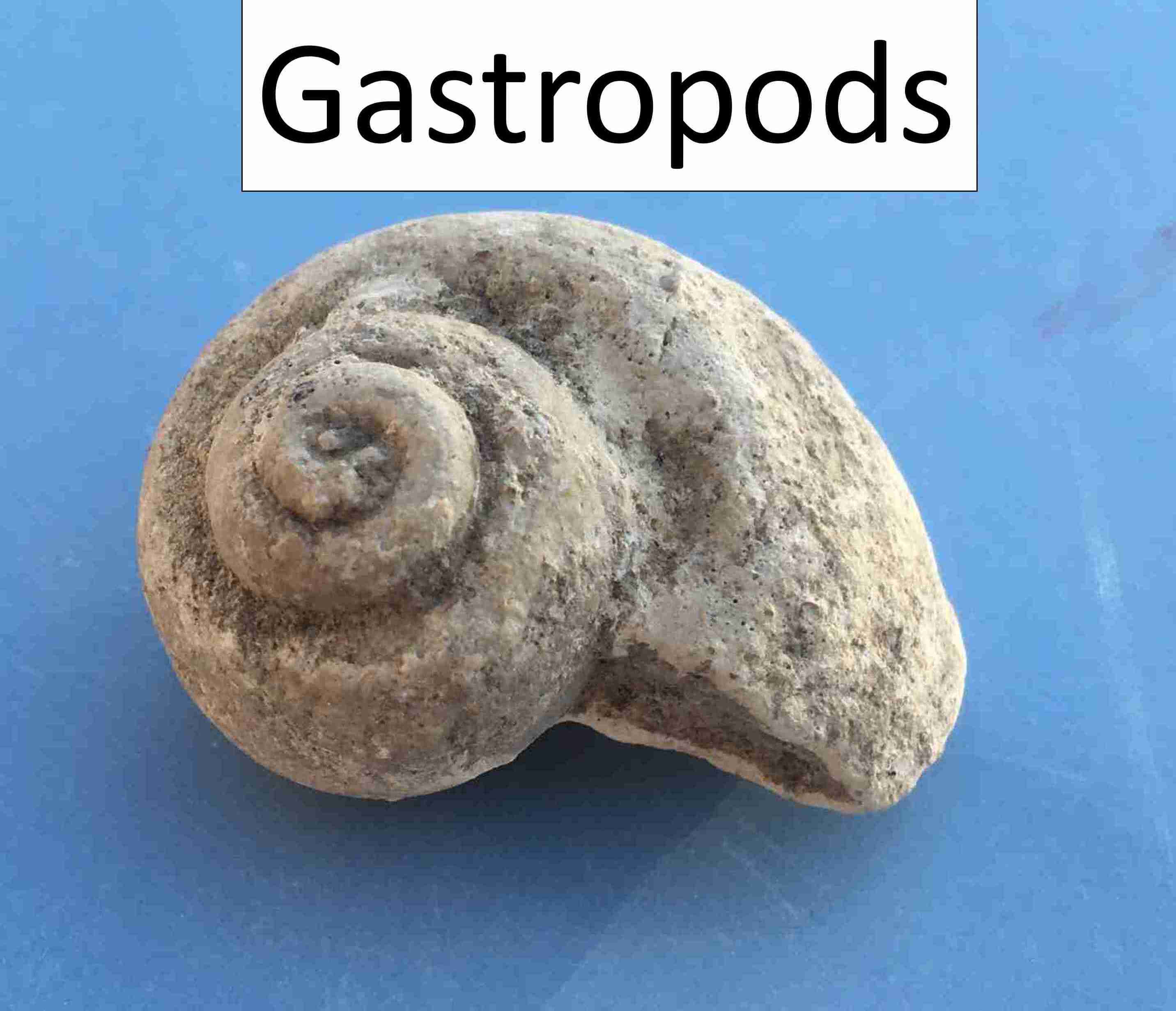 Gastropods